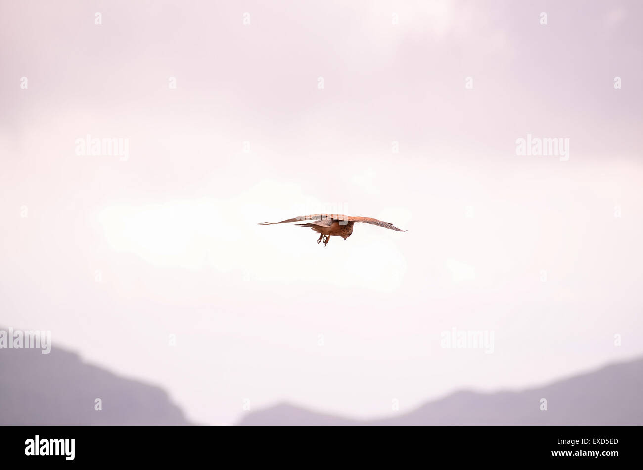 Common Kestrel Hawk Bird Stock Photo - Alamy