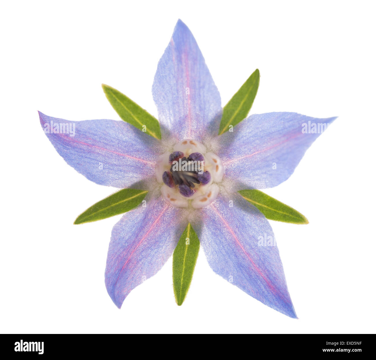 Borage flower (starflower) isolated on white background Stock Photo - Alamy