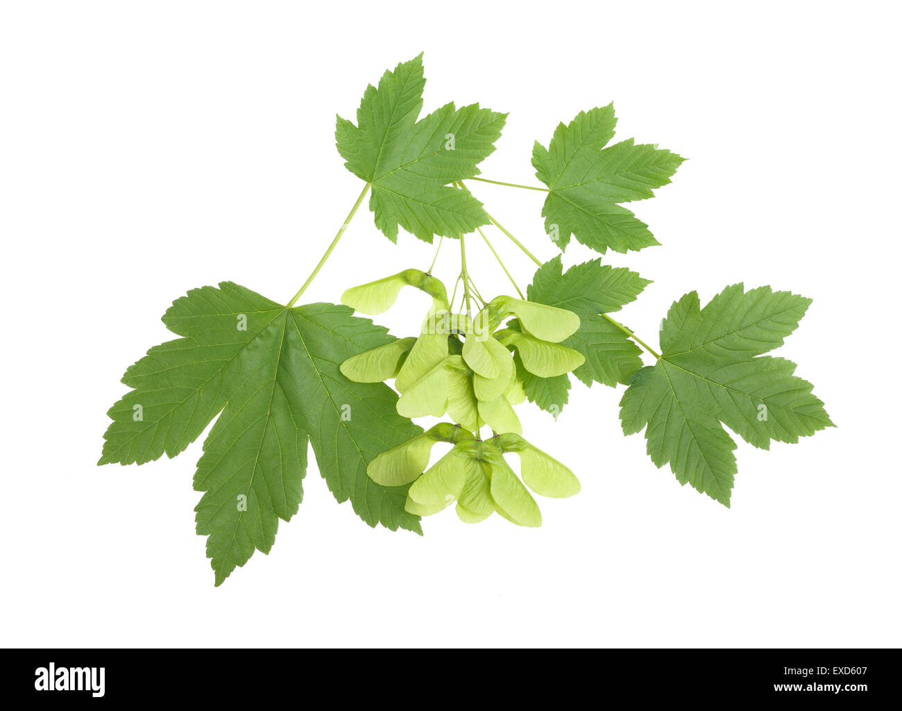 Samara fruits hi-res stock photography and images - Alamy