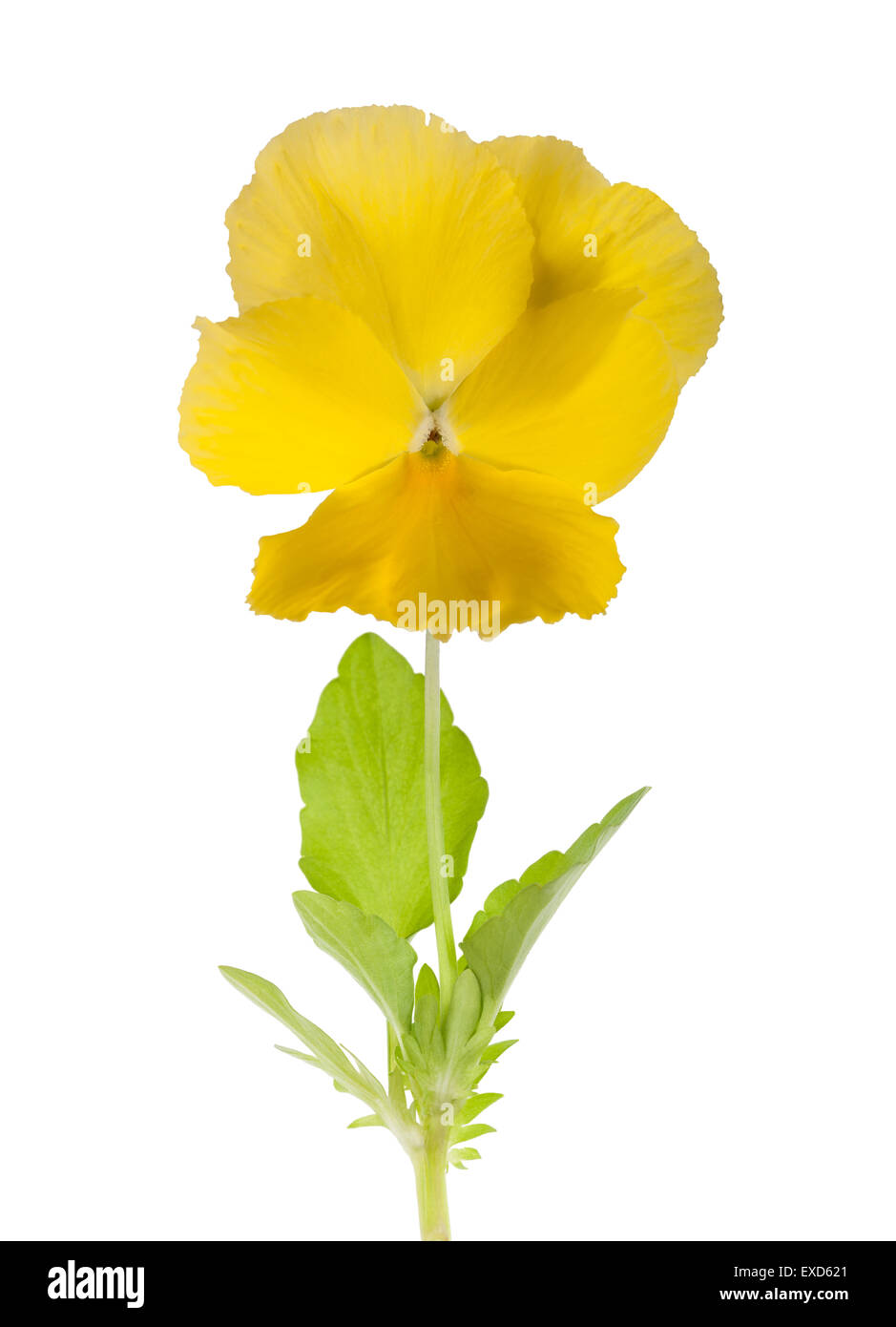 White yellow and violet flower hi-res stock photography and images - Alamy