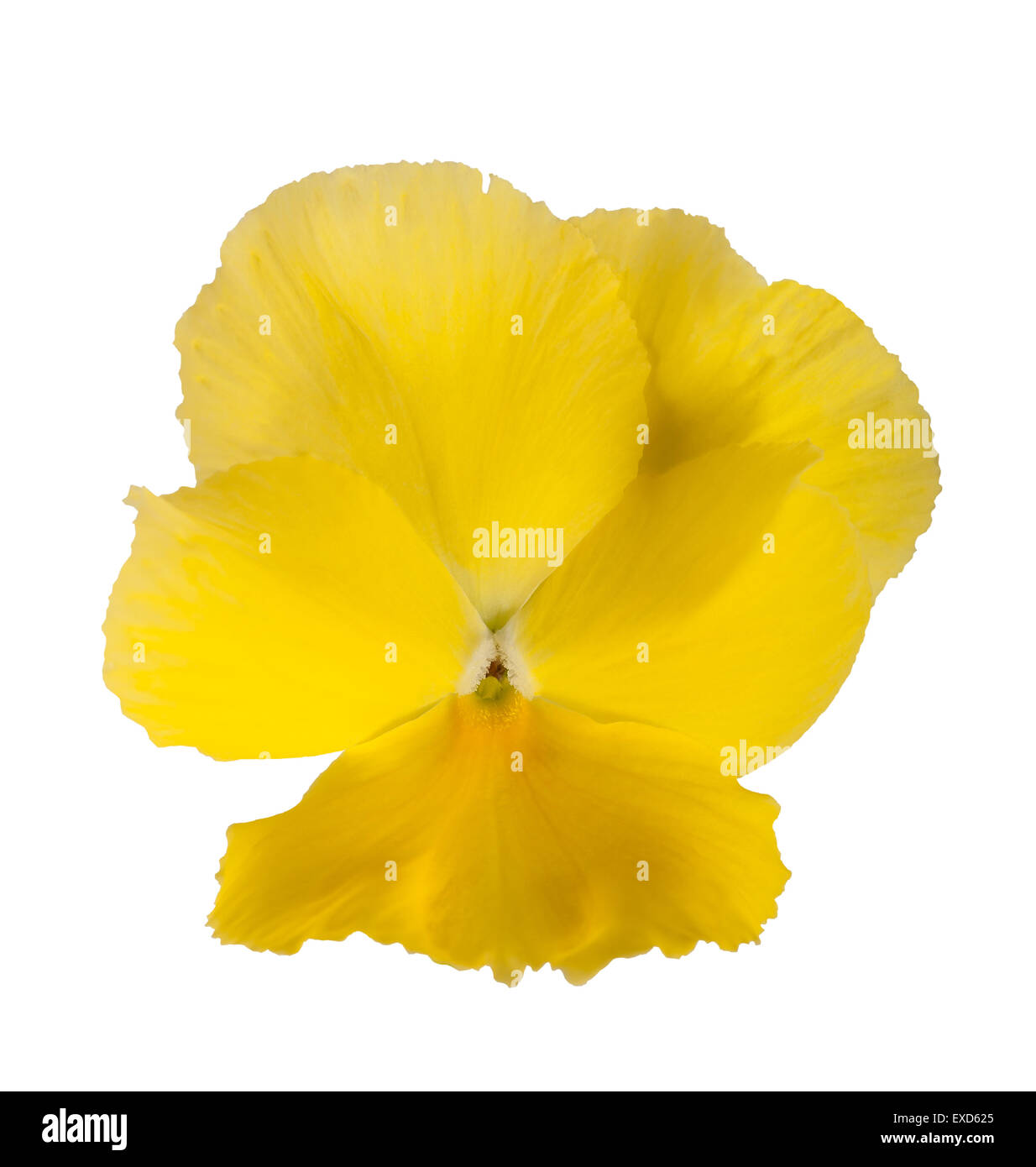 Dahlia yellow flower Cut Out Stock Images & Pictures - Alamy