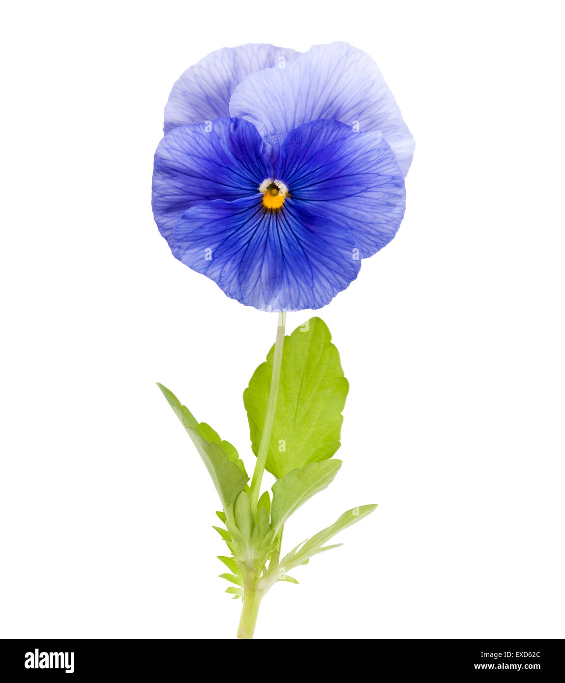 Violets flower Cut Out Stock Images & Pictures - Alamy