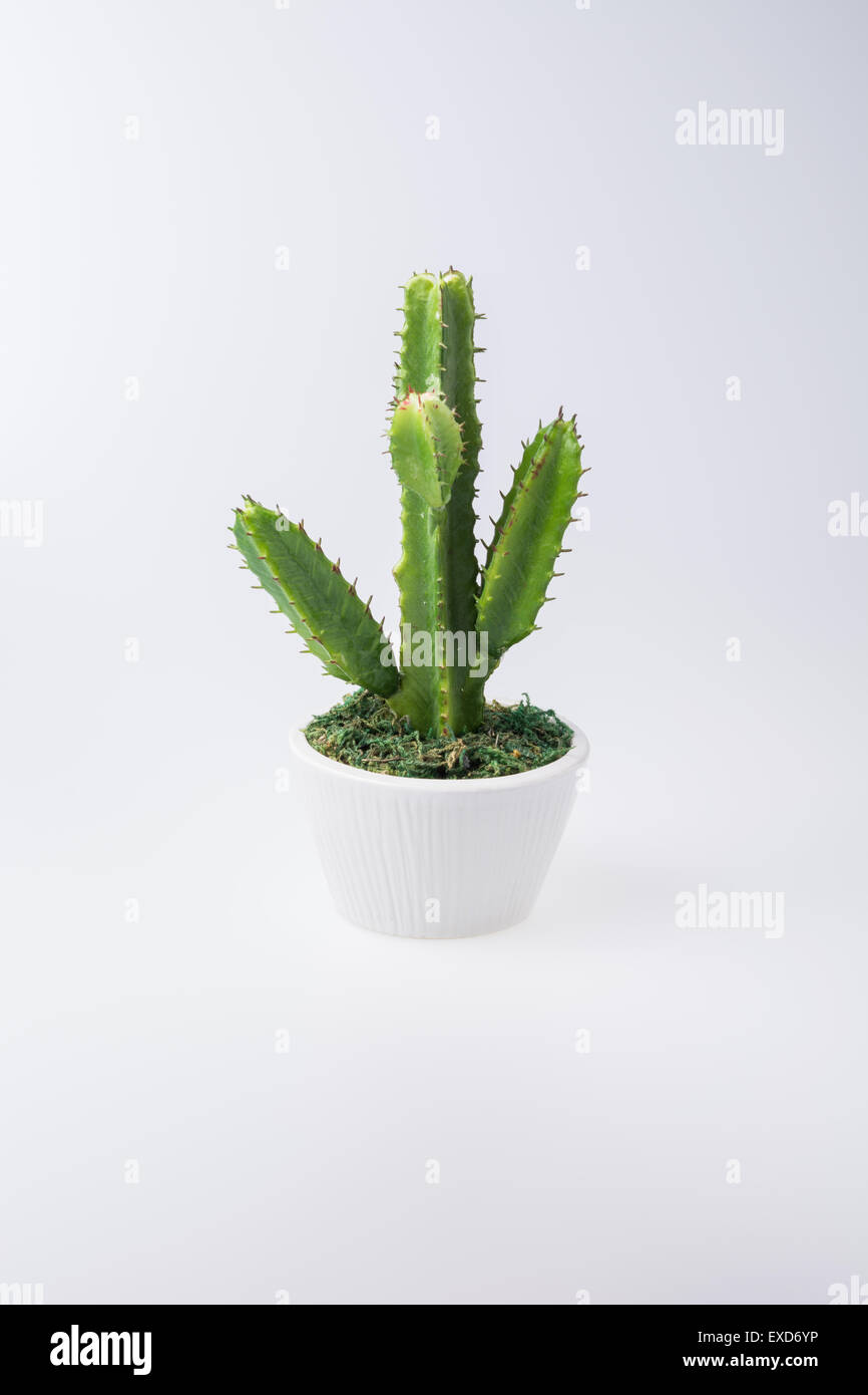 Cactus on white hi-res stock photography and images - Alamy