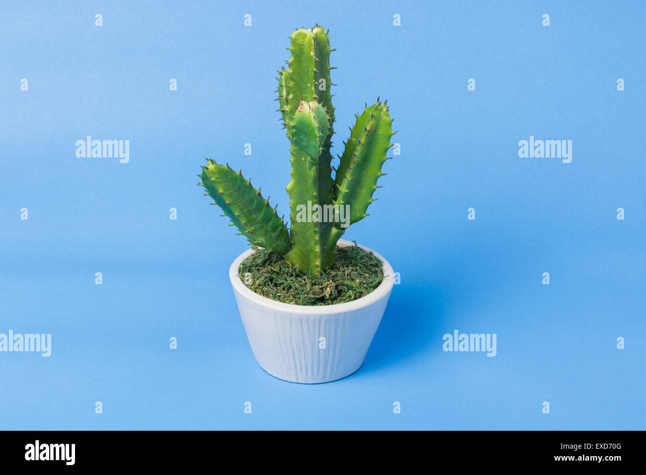 Cactus Isolated On blue Background Stock Photo - Alamy