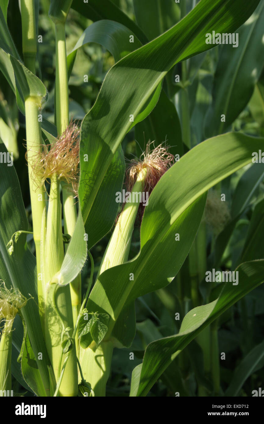 Corn plant with green cobs cultivated in rural agricultural field in ...