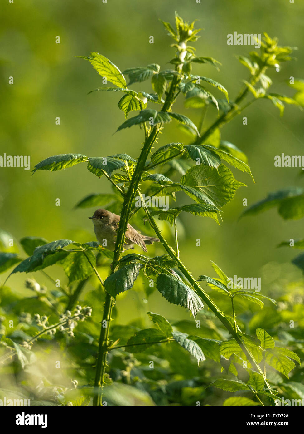 Birds in bramble habitat hi-res stock photography and images - Alamy