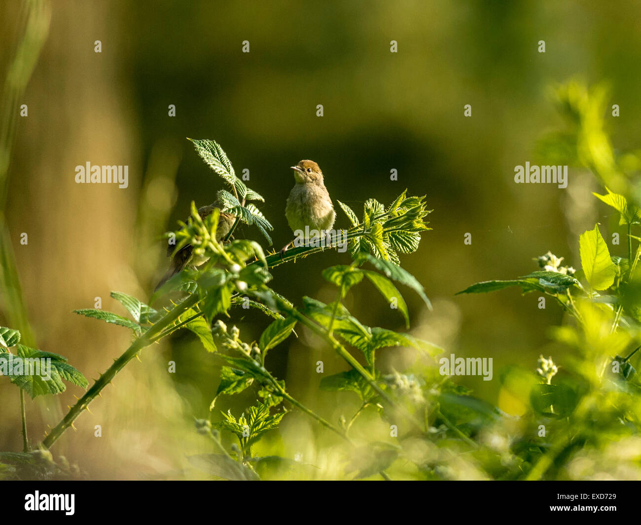 Birds in bramble habitat hi-res stock photography and images - Alamy