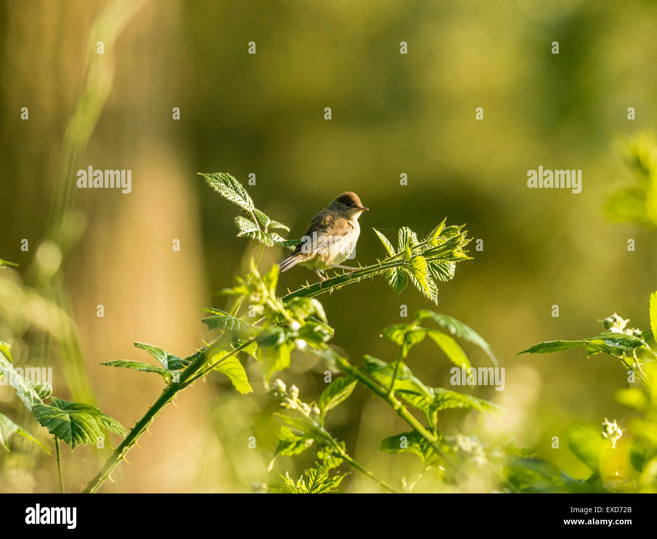 Birds in bramble habitat hi-res stock photography and images - Alamy