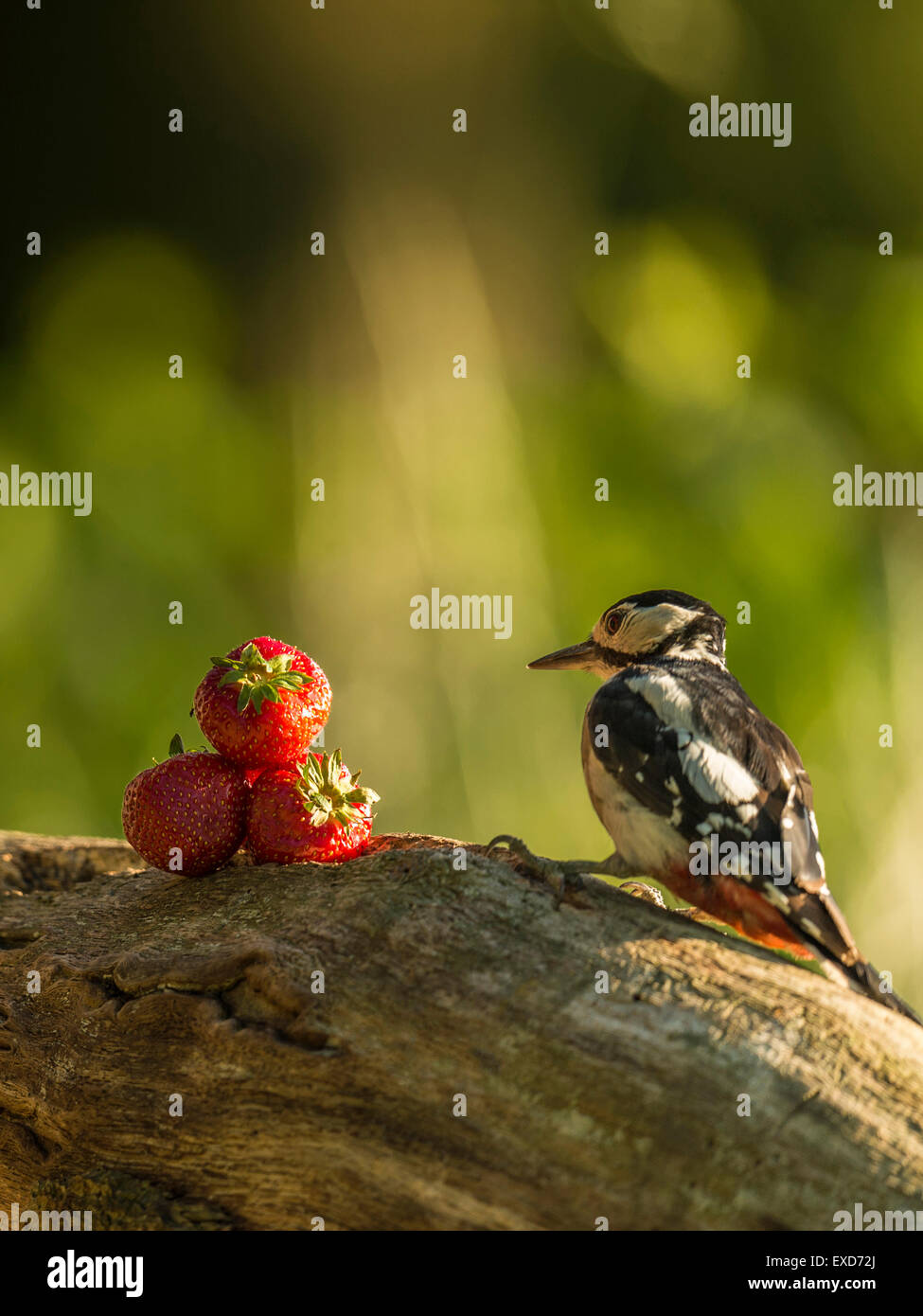 Peckish hi-res stock photography and images - Alamy