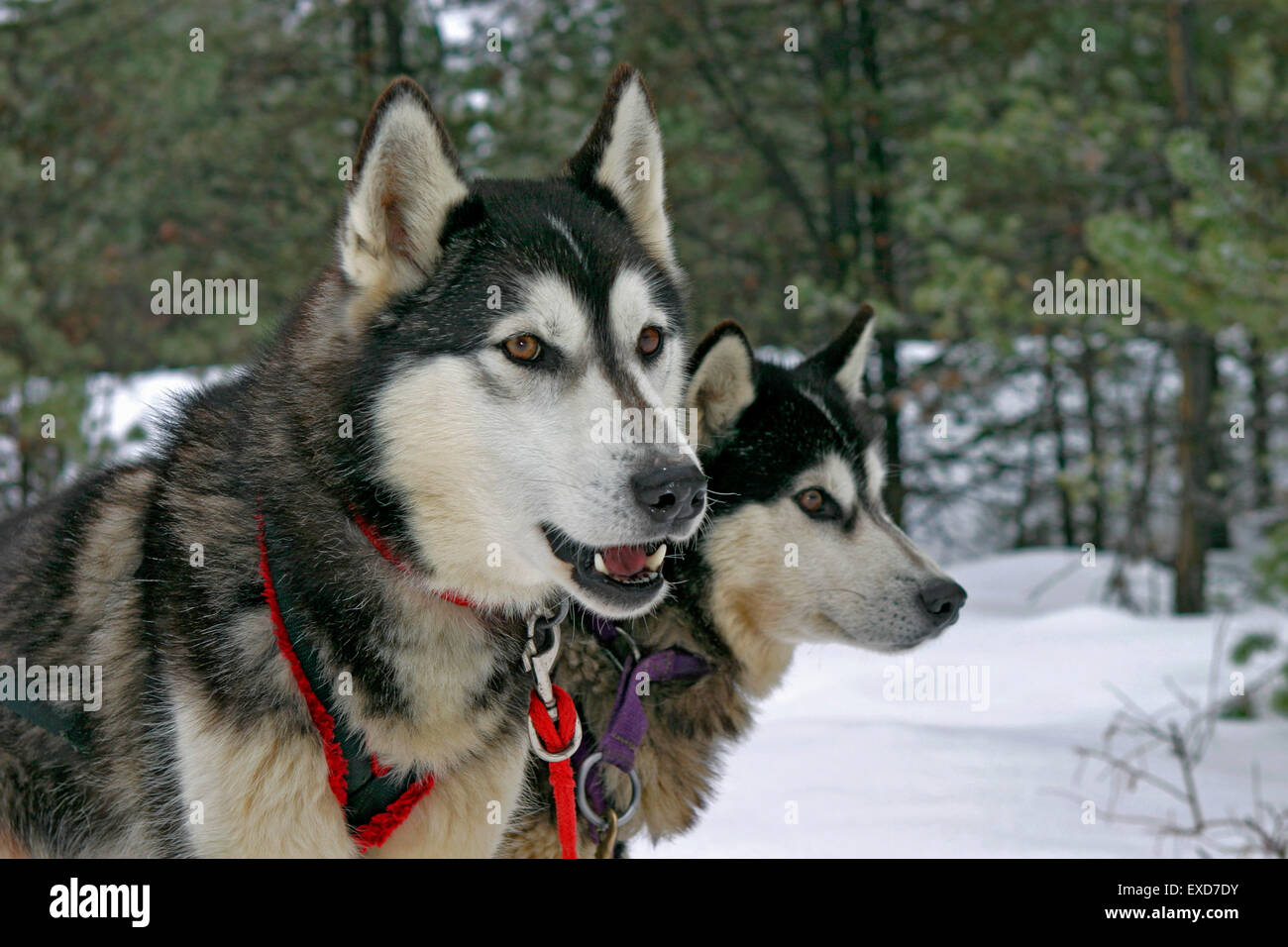 Two Siberian Huskies, lead dogs waiting to pull sleigh Stock Photo - Alamy