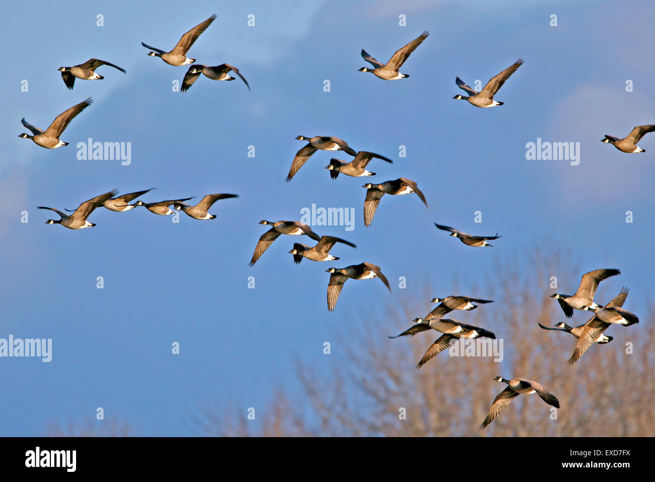 Geese flying trees hi-res stock photography and images - Alamy