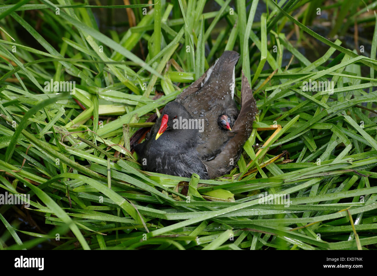 Gallinula chloropus Common Moorhen with chicken under wing visible ...