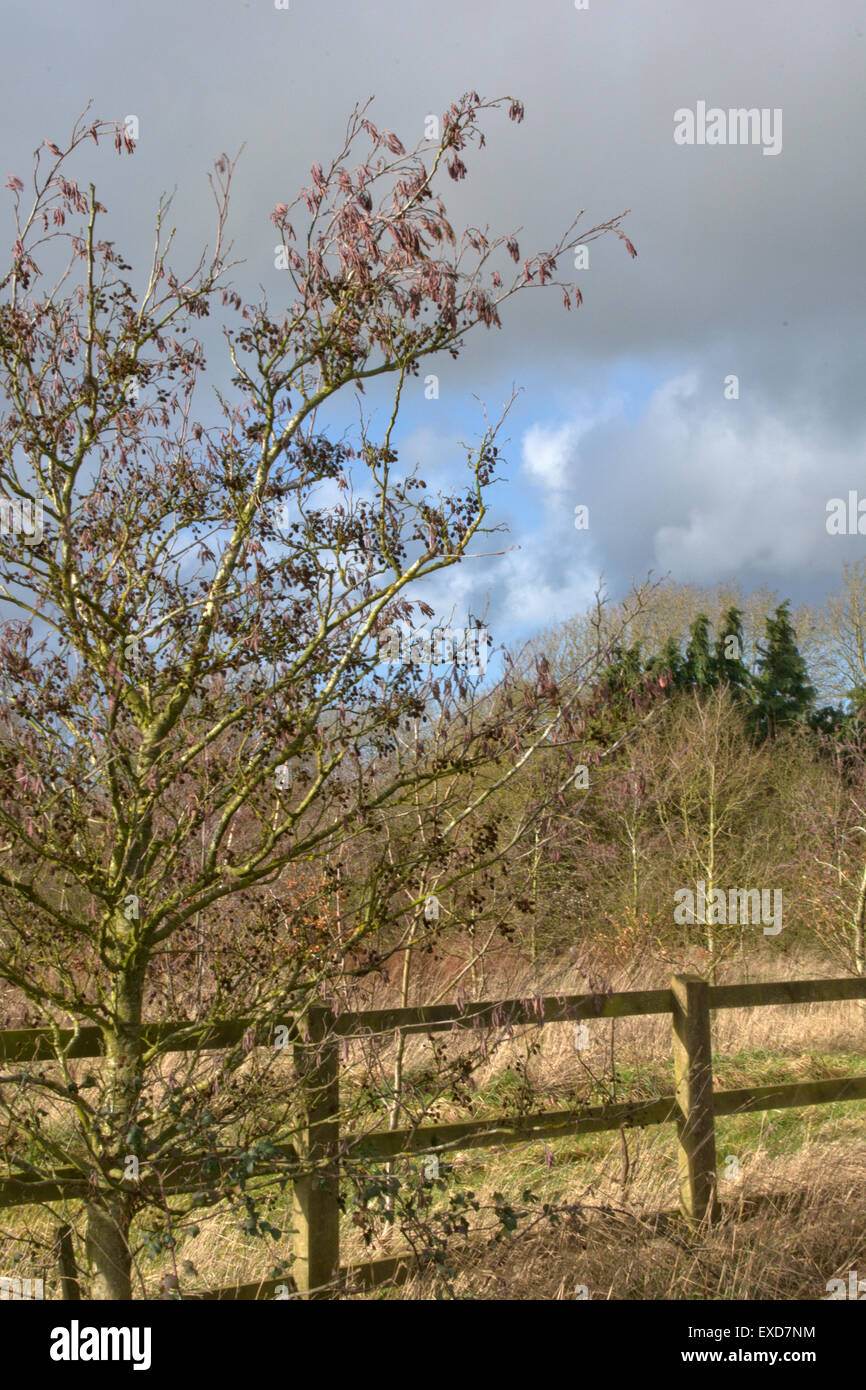 Rural scene in winter Stock Photo - Alamy