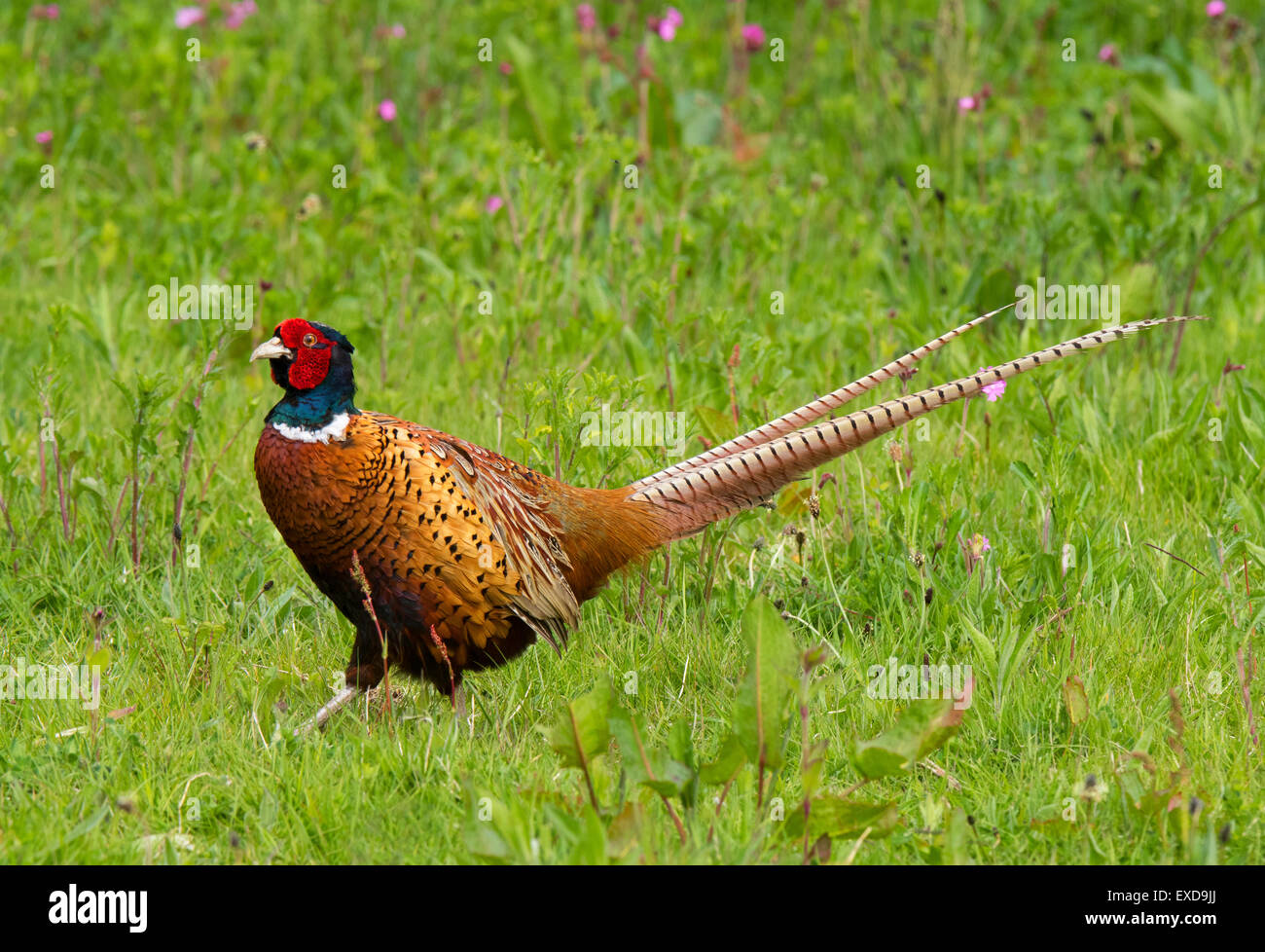 Pheasant breeding hi-res stock photography and images - Alamy