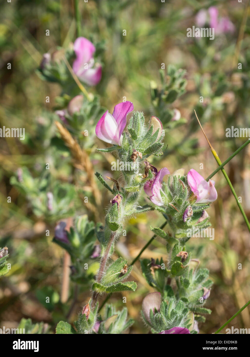 Common restharrow flowers Stock Photo - Alamy