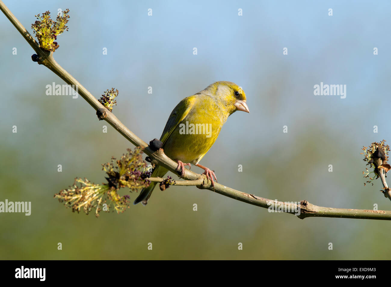 Greenfinch male plumage hi-res stock photography and images - Alamy