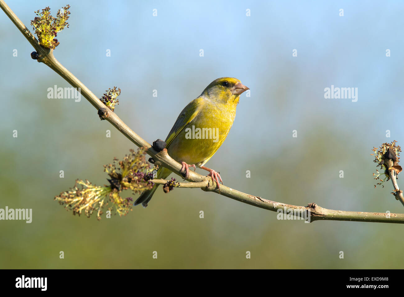 Greenfinch male plumage hi-res stock photography and images - Alamy