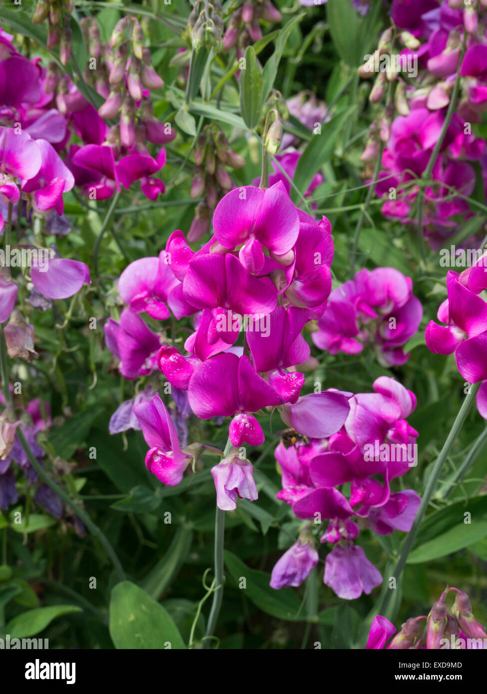 Perennial sweet pea hi-res stock photography and images - Alamy