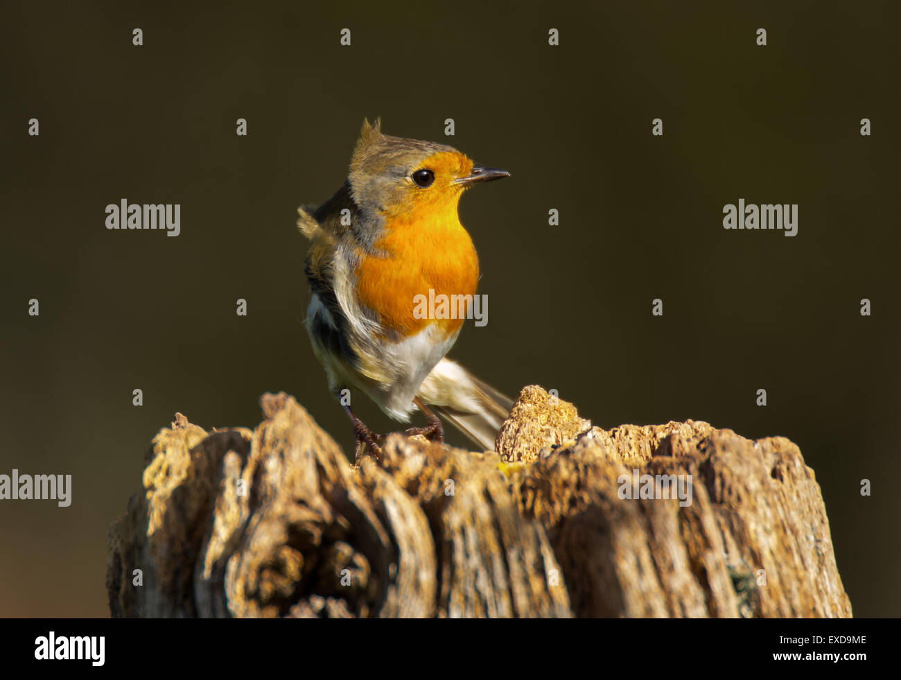 Robin blown by wind hi-res stock photography and images - Alamy