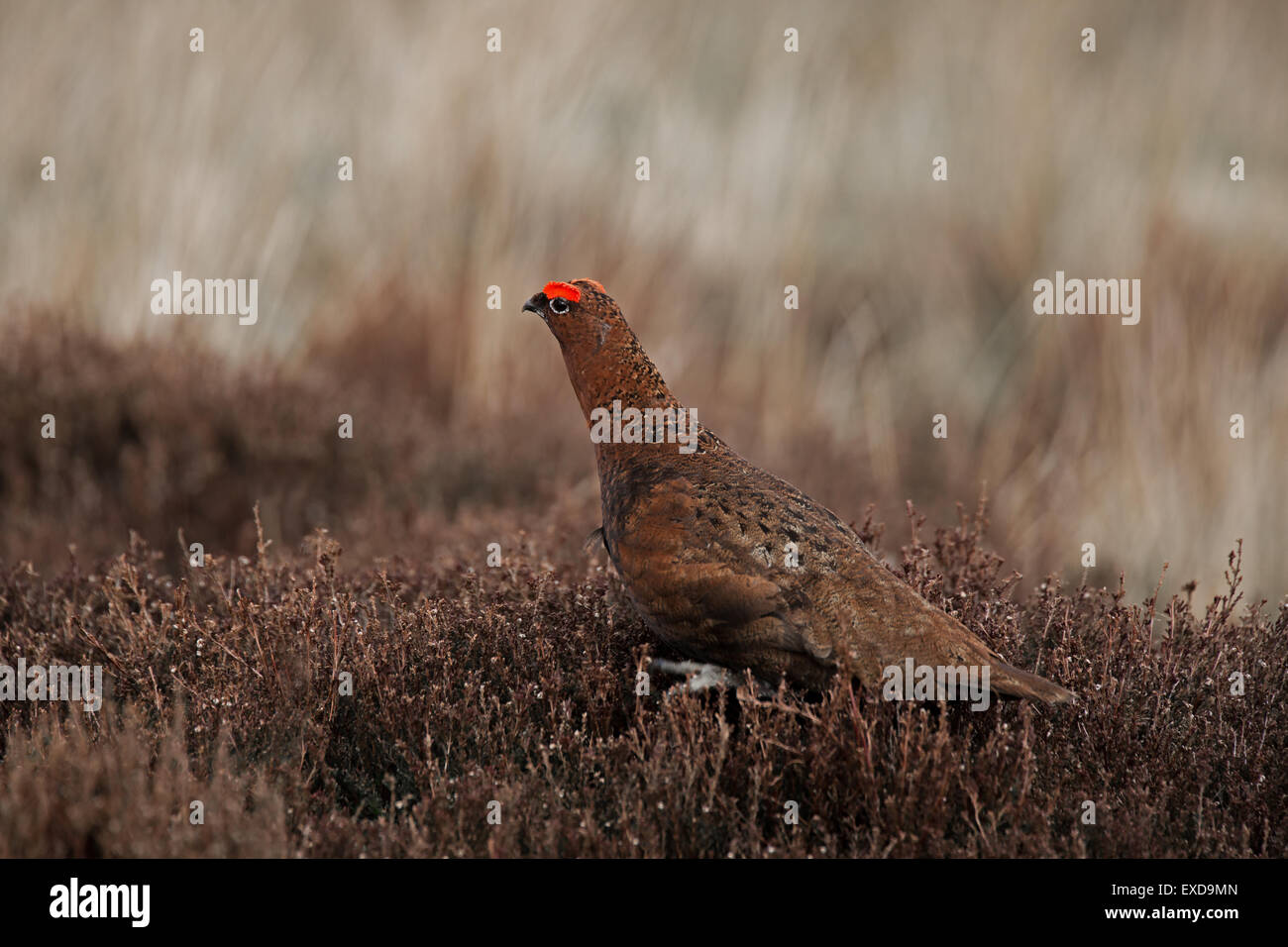 Adult red grouse hi-res stock photography and images - Alamy