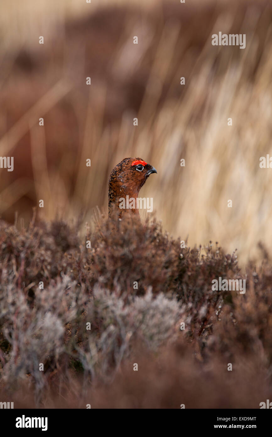 Adult red grouse hi-res stock photography and images - Alamy