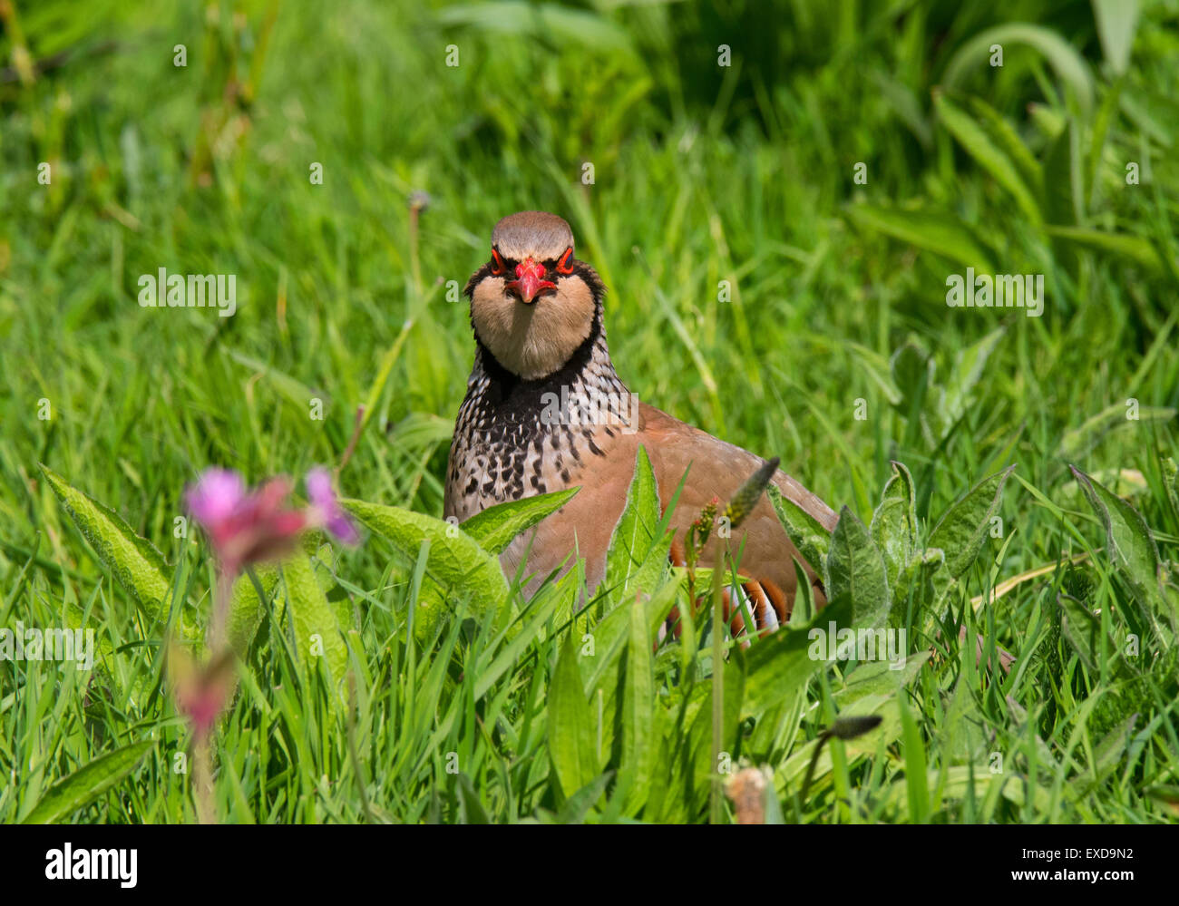 Male red legged partridge hi-res stock photography and images - Alamy