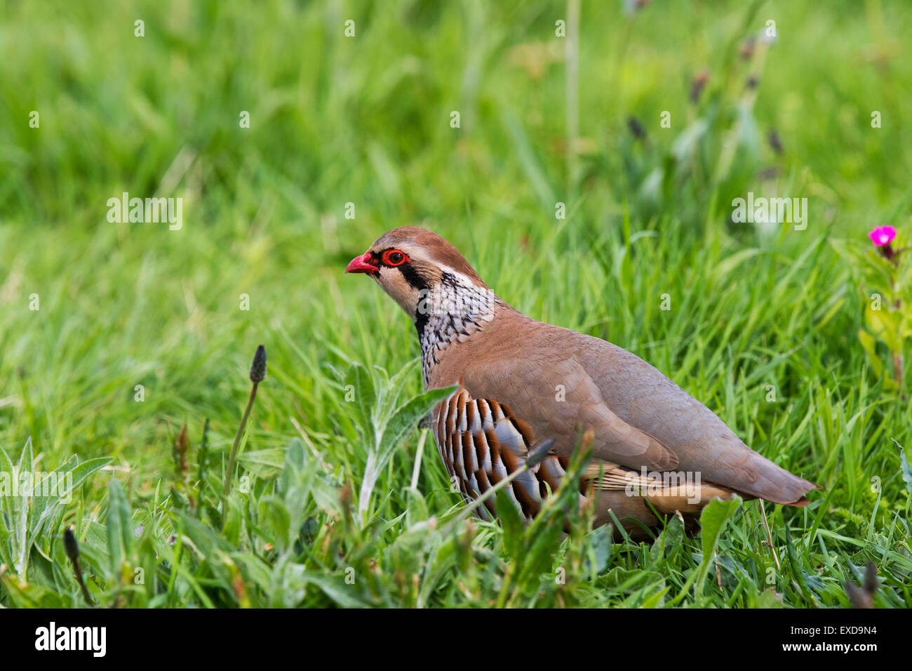 Red-legged Partridge Alectoris rufa adult male in grass field Stock ...