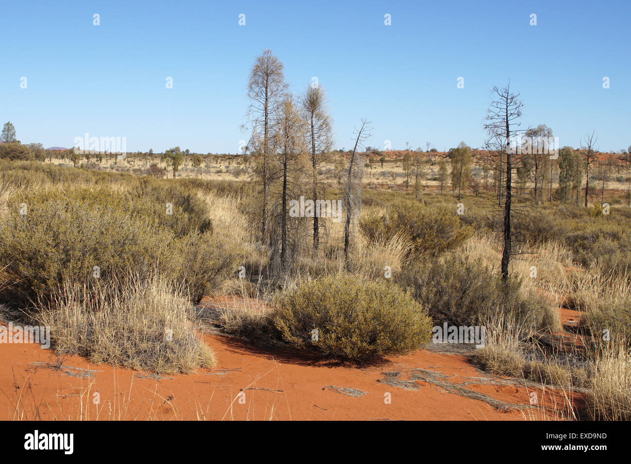 Typical flora of the outback of Australia Stock Photo - Alamy