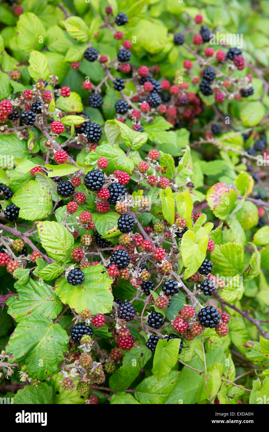 Rubus fruticosus hi-res stock photography and images - Alamy