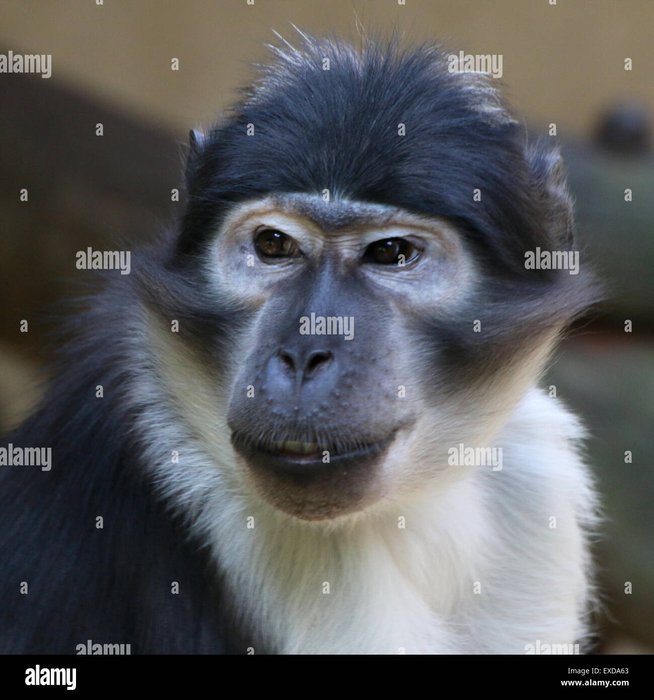 Portrait of a West African White-crowned mangabey (Cercocebus atys ...