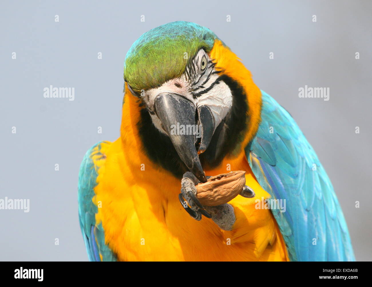 Guacamayo ara ararauna hi-res stock photography and images - Alamy