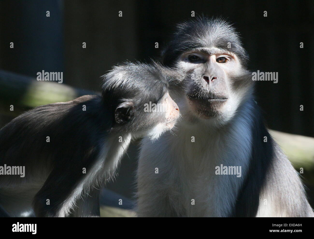 Cercocebus lunulatus hi-res stock photography and images - Alamy