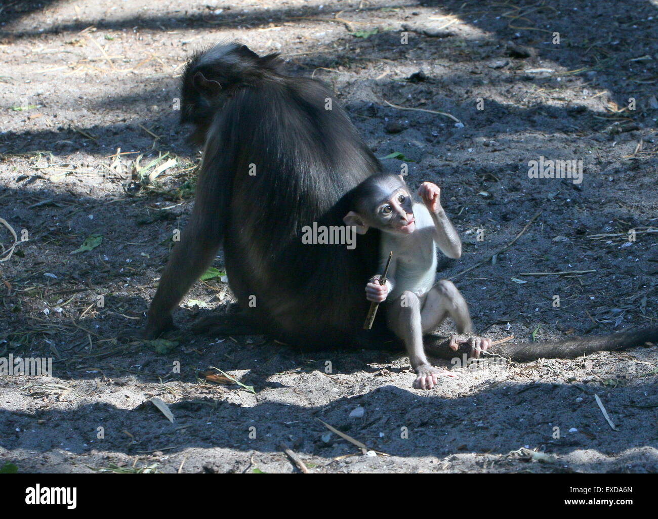 West African White-crowned mangabey (Cercocebus atys/ torquatus ...