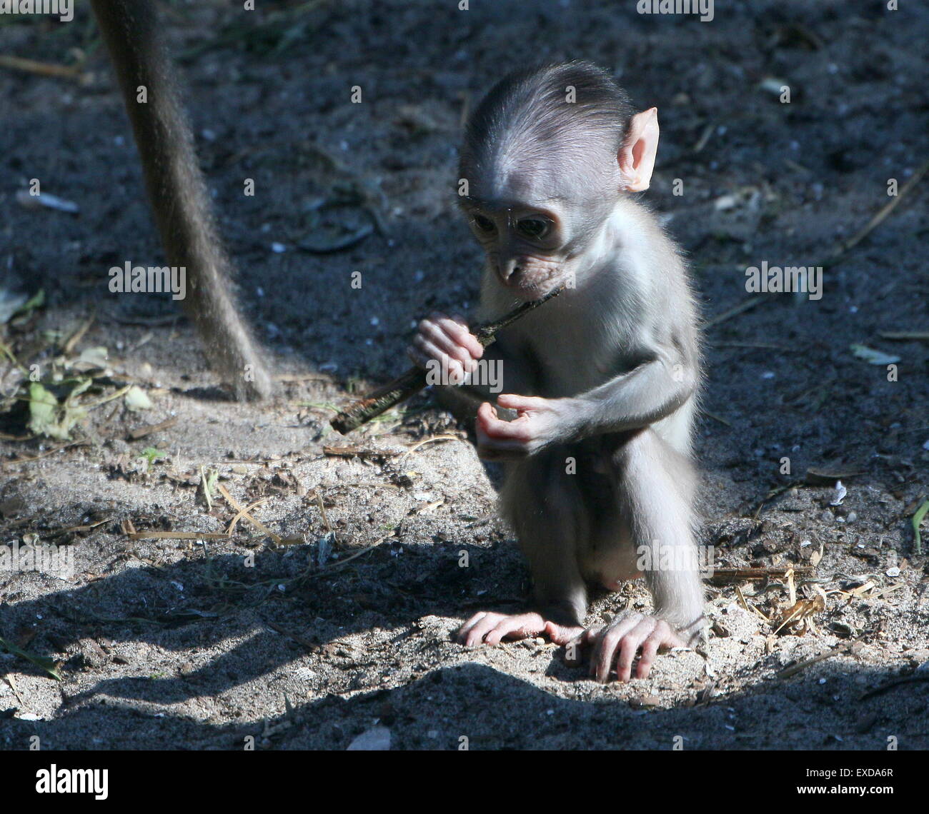 Cercocebus lunulatus hi-res stock photography and images - Alamy