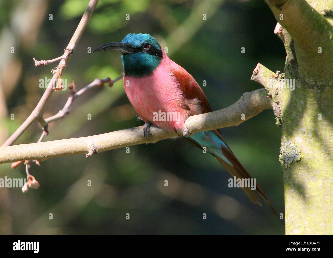 African Northern carmine bee-eater or Nubian bee eater (Merops nubicus ...