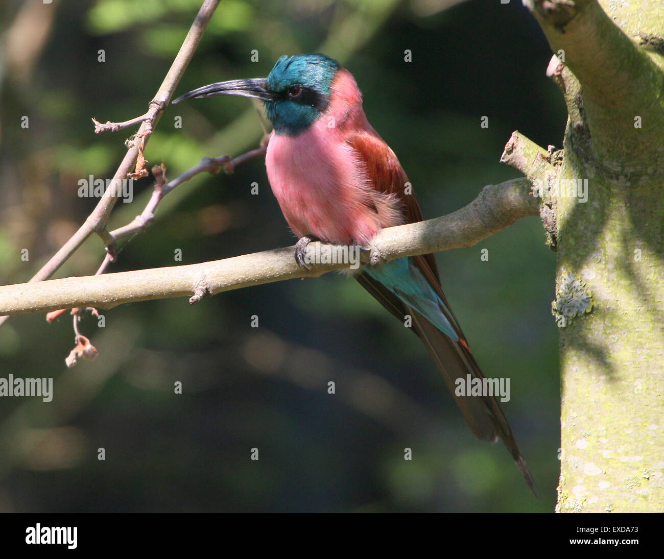 Carmin brown hi-res stock photography and images - Alamy