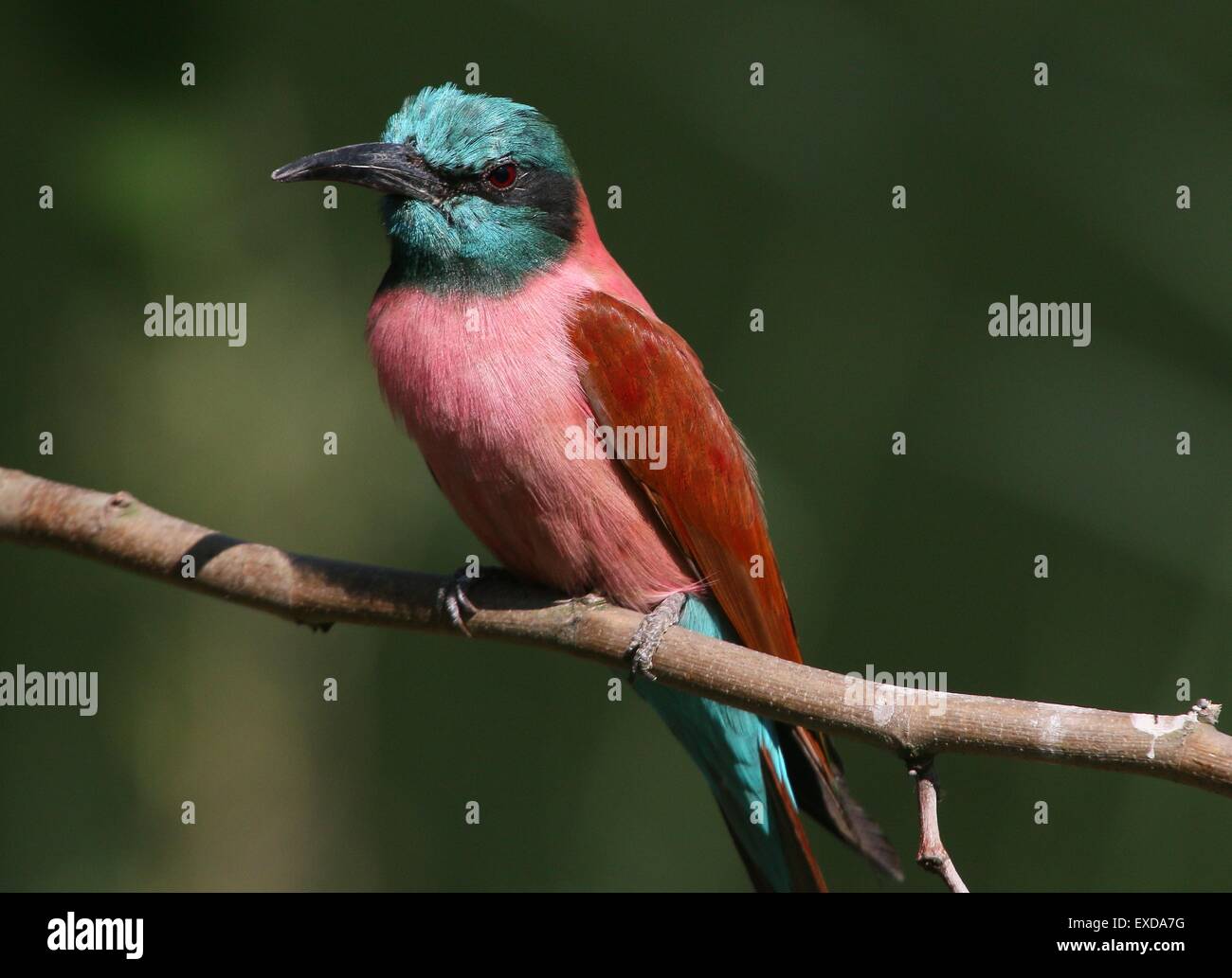 African Northern carmine bee-eater or Nubian bee eater (Merops nubicus ...