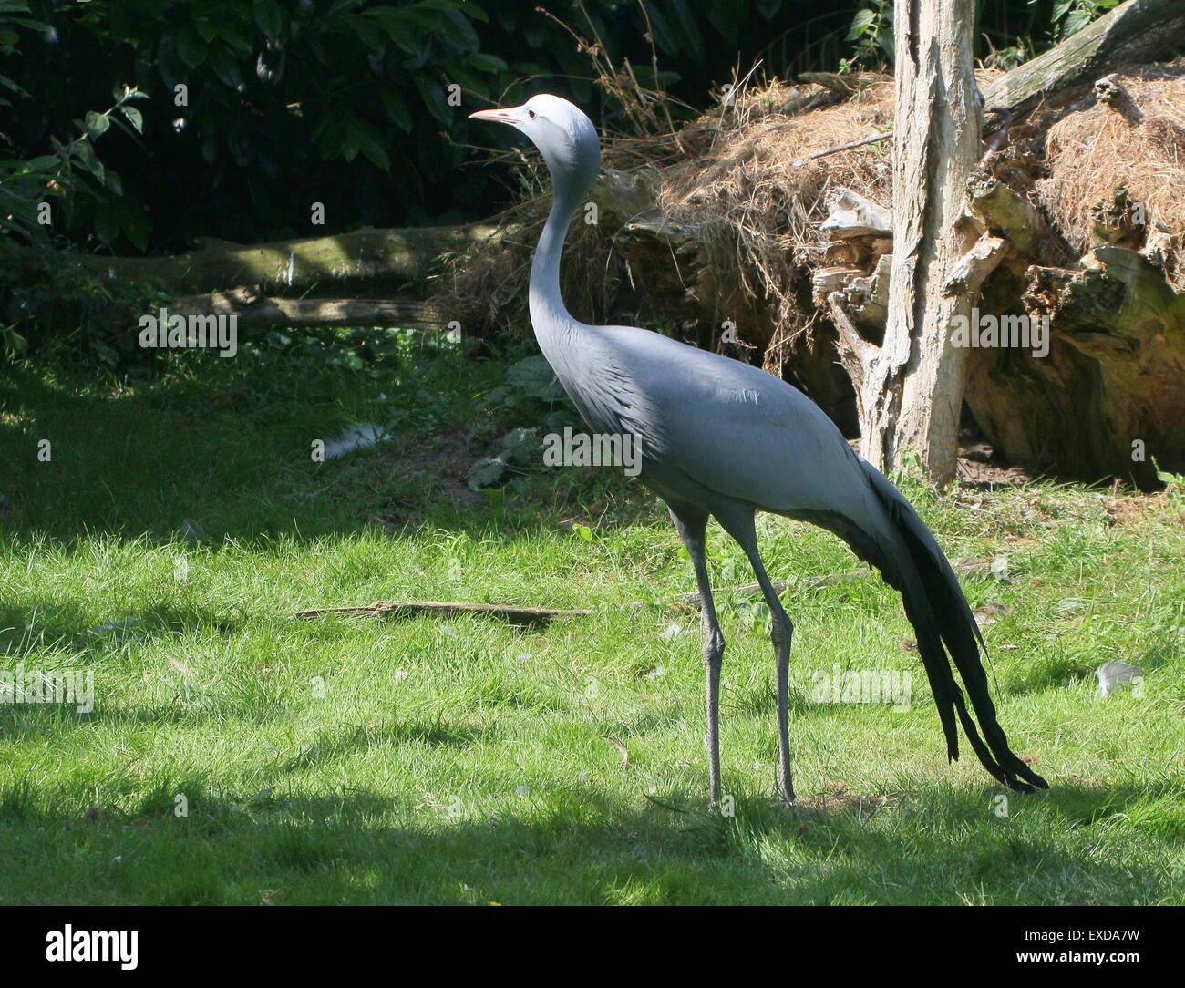 Blue or Paradise Crane (Grus paradisea, Anthropoides paradisea), the ...
