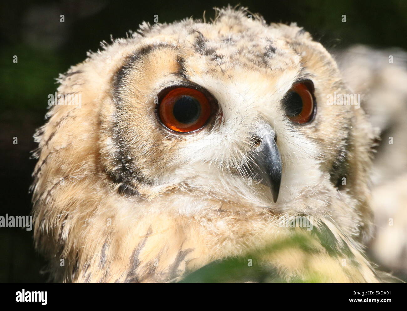Unfledged juvenile Indian Eagle-Owl (Bubo bengalensis), a.k.a. Rock ...