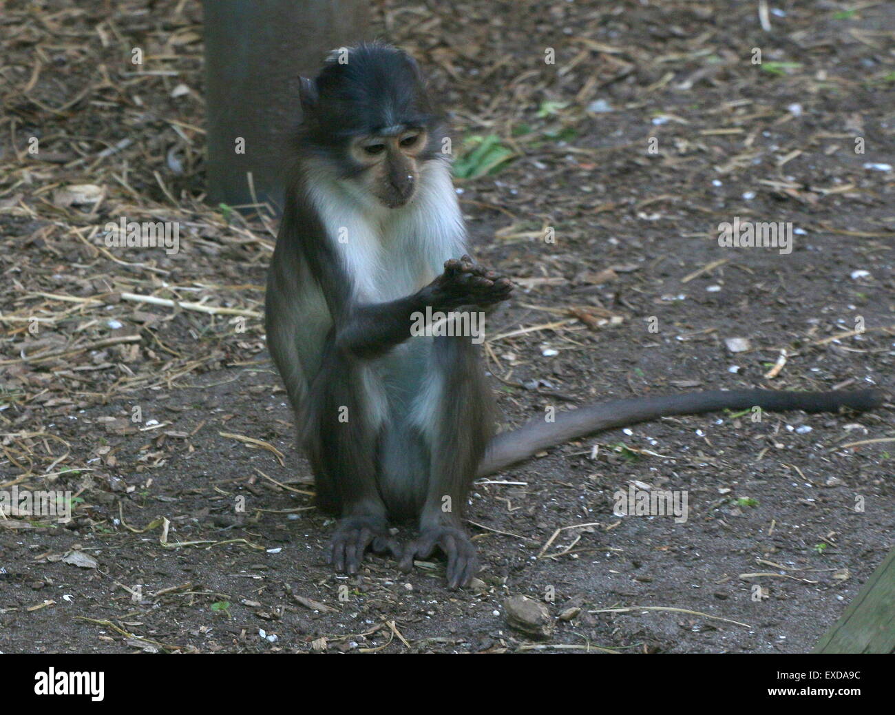 West African White-crowned mangabey (Cercocebus atys/ torquatus ...