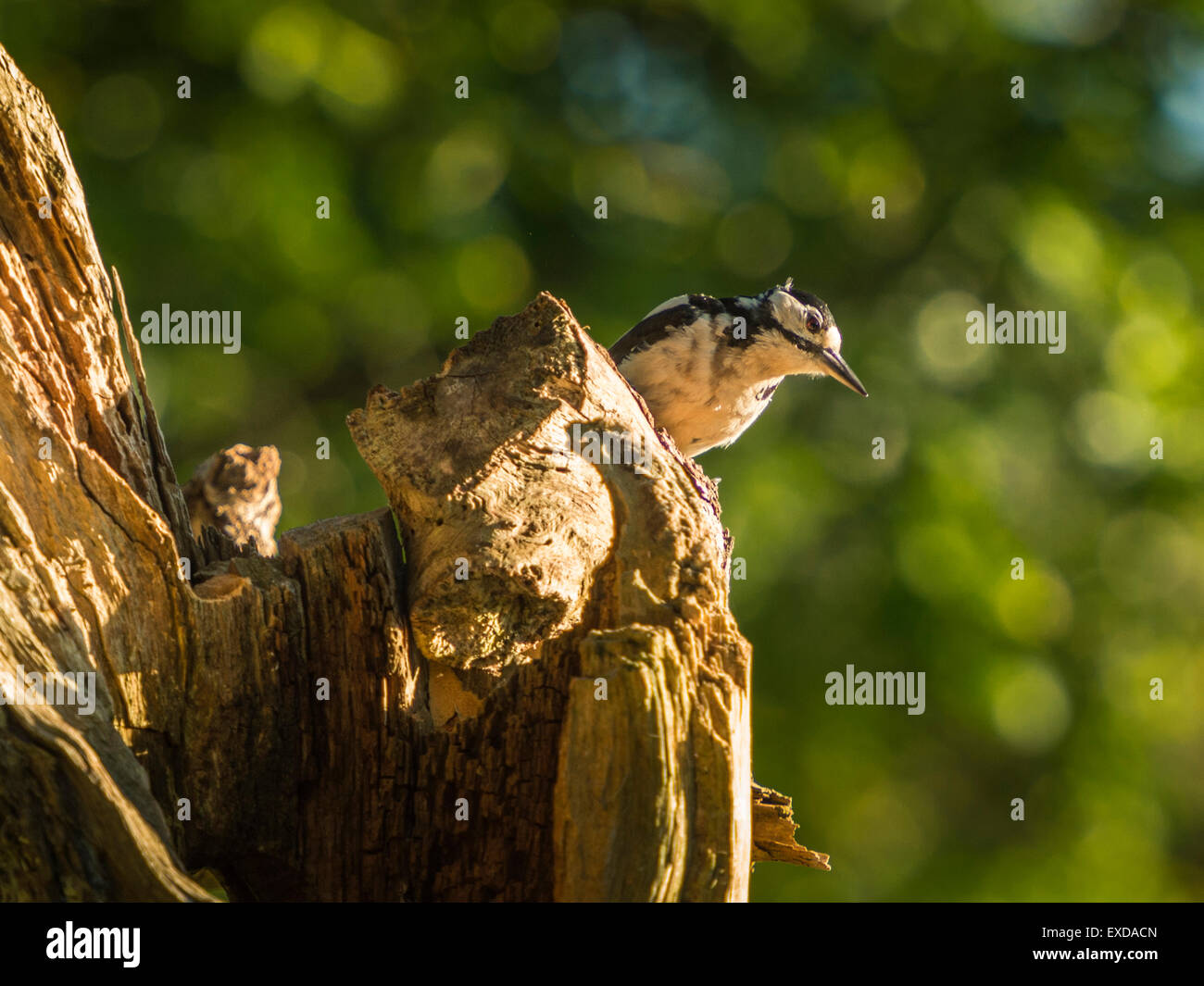 British great spotted woodpecker female hi-res stock photography and ...