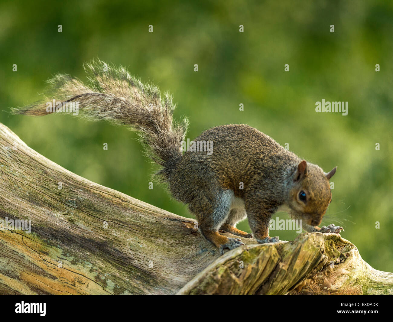 Red Squirrel Natural Habitat High Resolution Stock Photography and ...