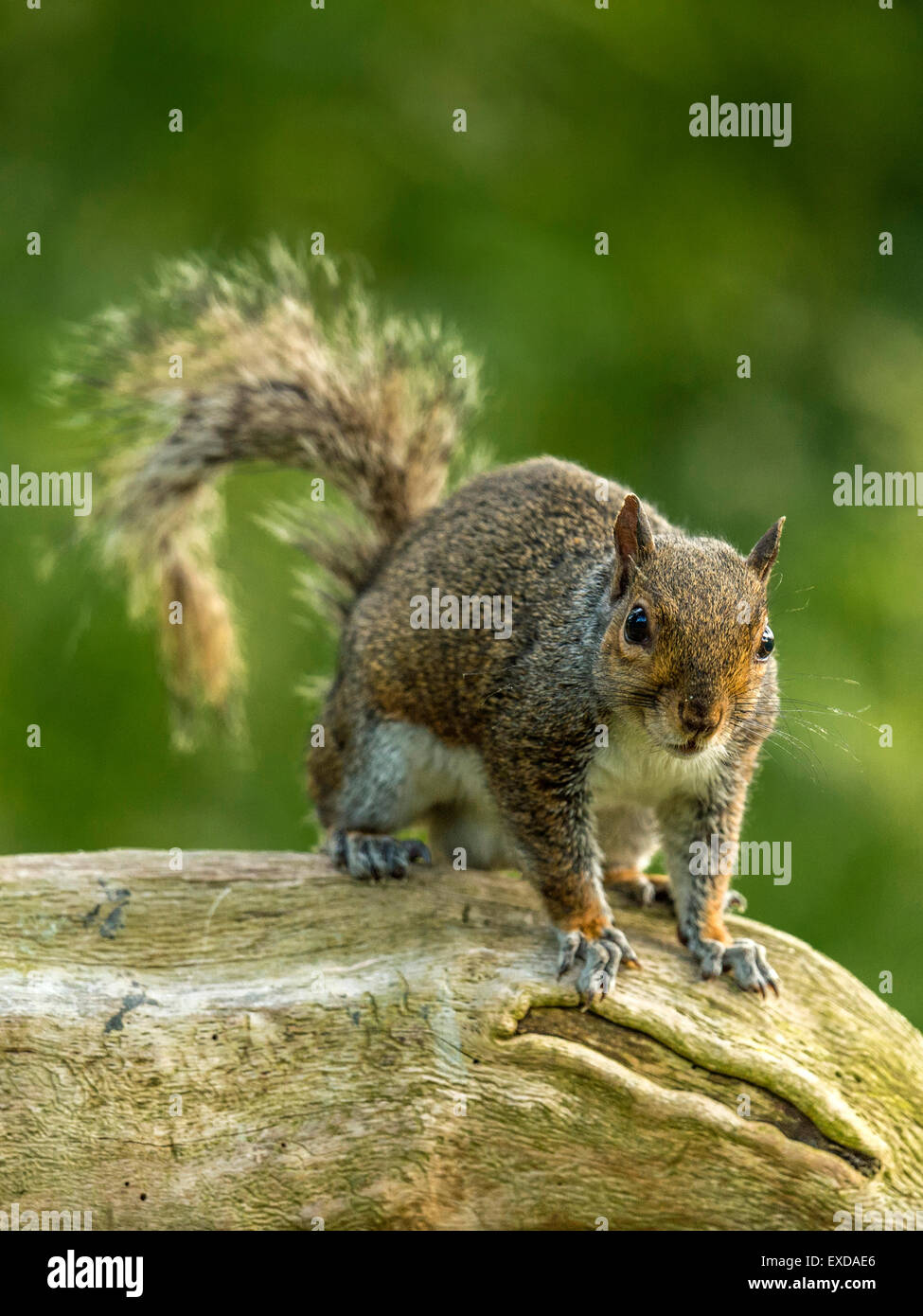 Old squirrel hi-res stock photography and images - Alamy