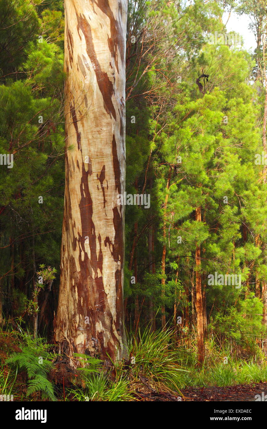 Karri tree hi-res stock photography and images - Alamy