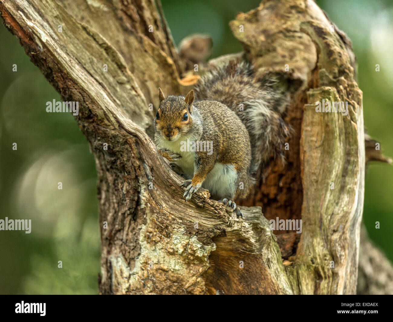 Red squirrel natural habitat hi-res stock photography and images - Alamy