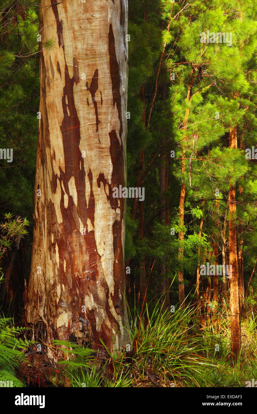 Karri tree hi-res stock photography and images - Alamy
