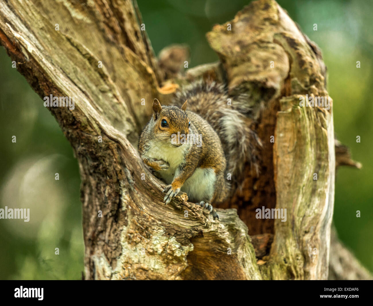 Grey squirrel in woodland setting hi-res stock photography and images ...
