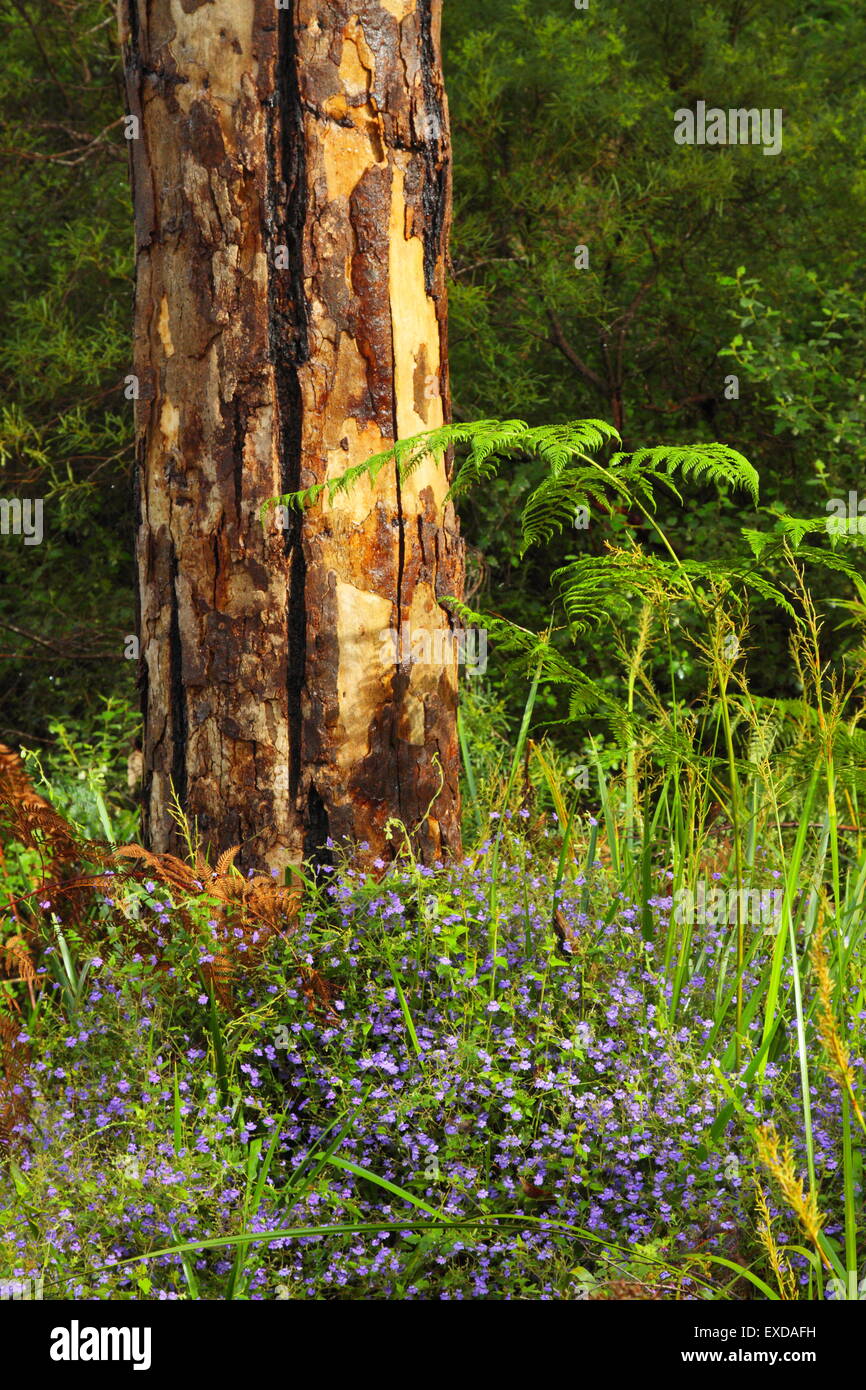 Karri tree hi-res stock photography and images - Alamy