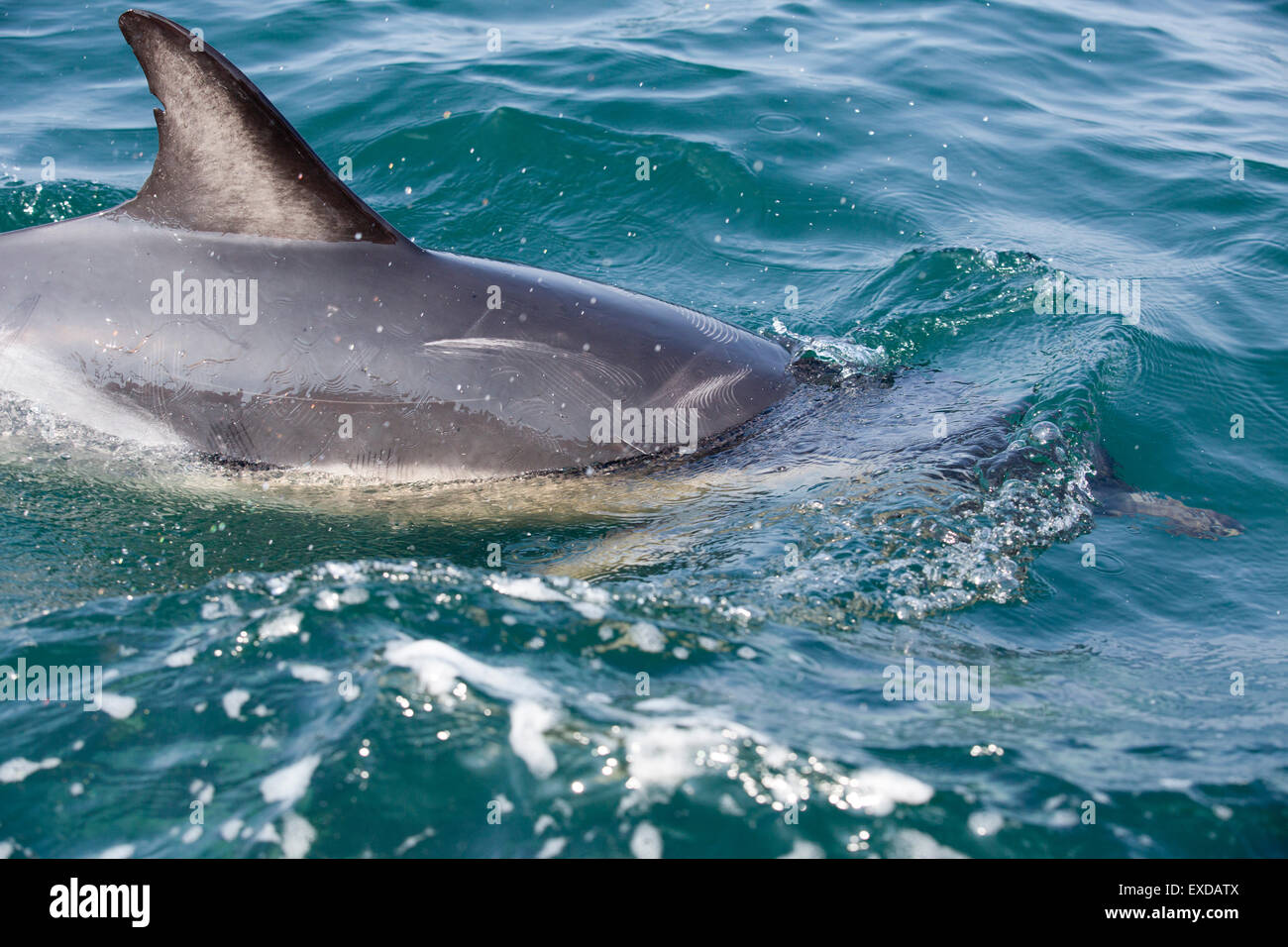 Common Dolphin; Delphinus delphis; Teeth Marks; Summer; Cornwall; UK ...
