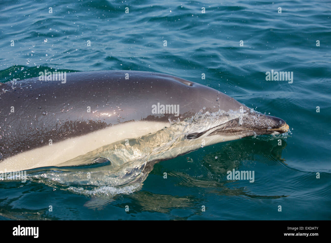 Most common dolphin hi-res stock photography and images - Alamy